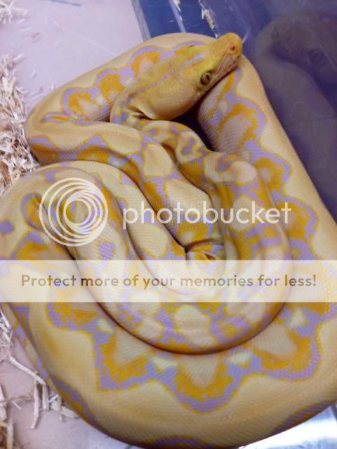 NW England - New thread cb13 0.1 caramel tiger retic ( Clarke ...