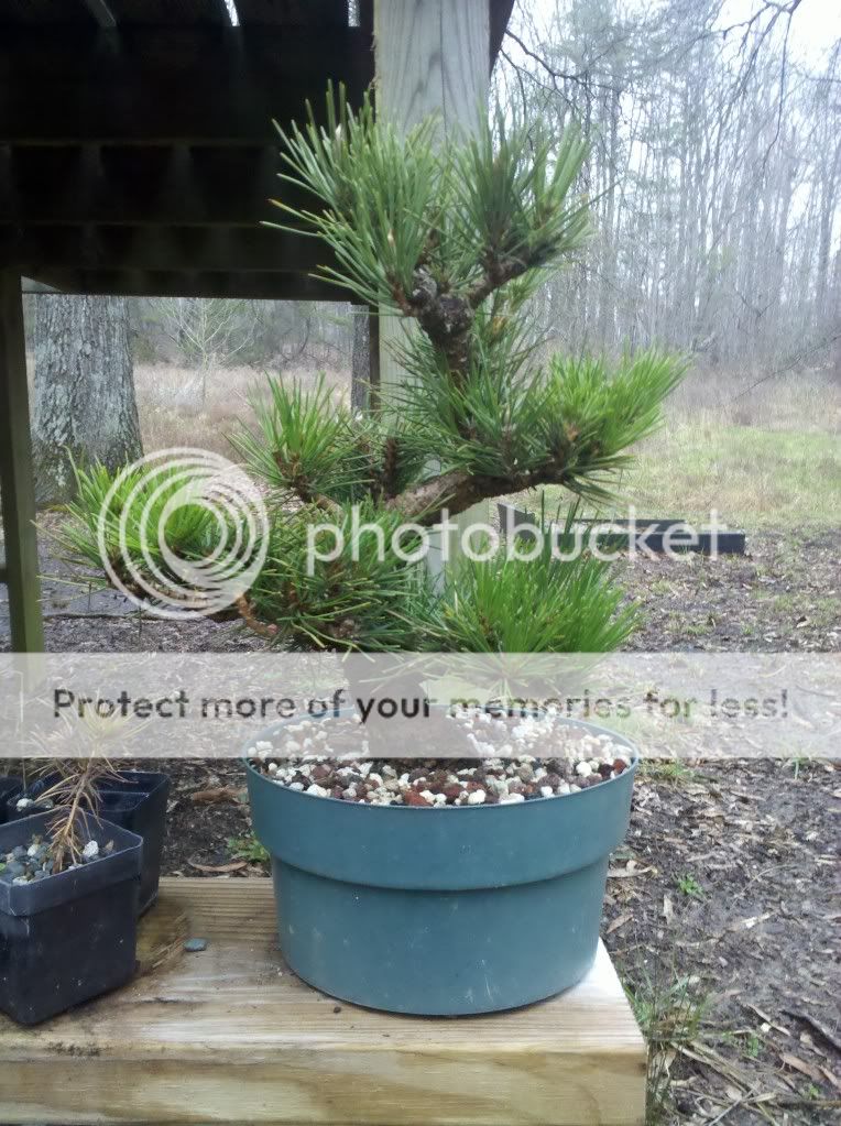 My JBP #2 | Bonsai Nut