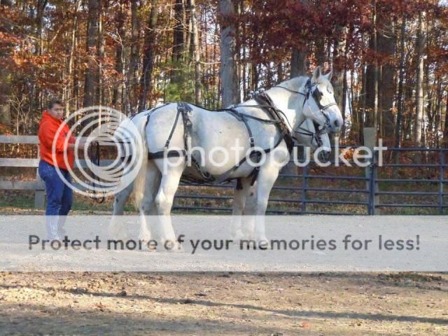 Team Draft Driving | The Horse Forum